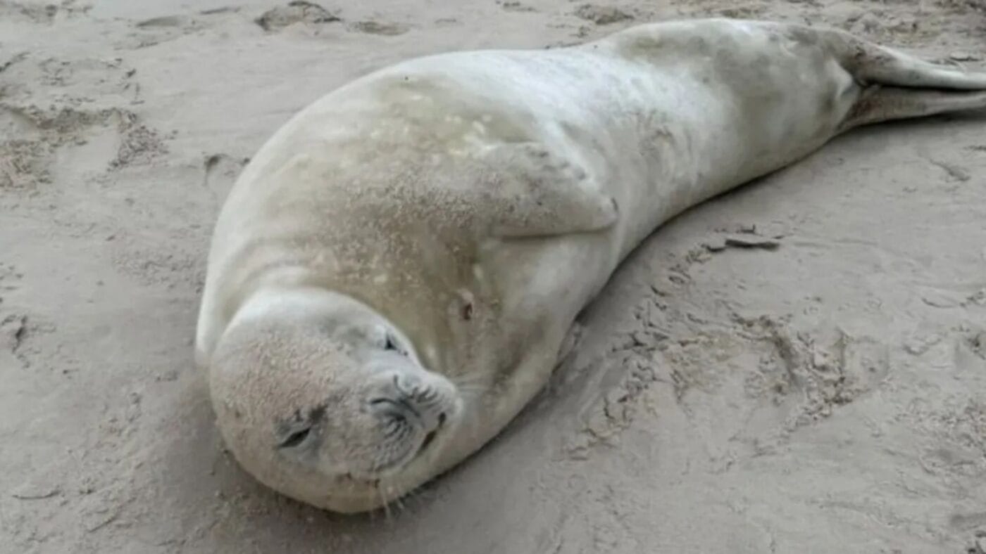 Foca-caranguejeira, espécie rara no Brasil, é avistada em praia de ...